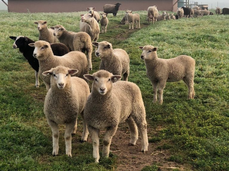 Our Lamb - Barinaga Ranch