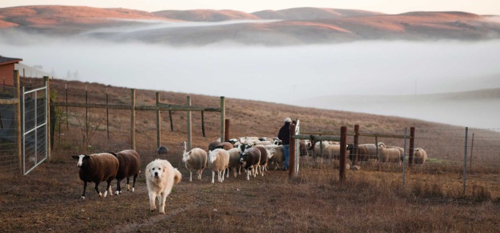 Barinaga Ranch ~ East Friesian, Corriedale & Romney Sheep