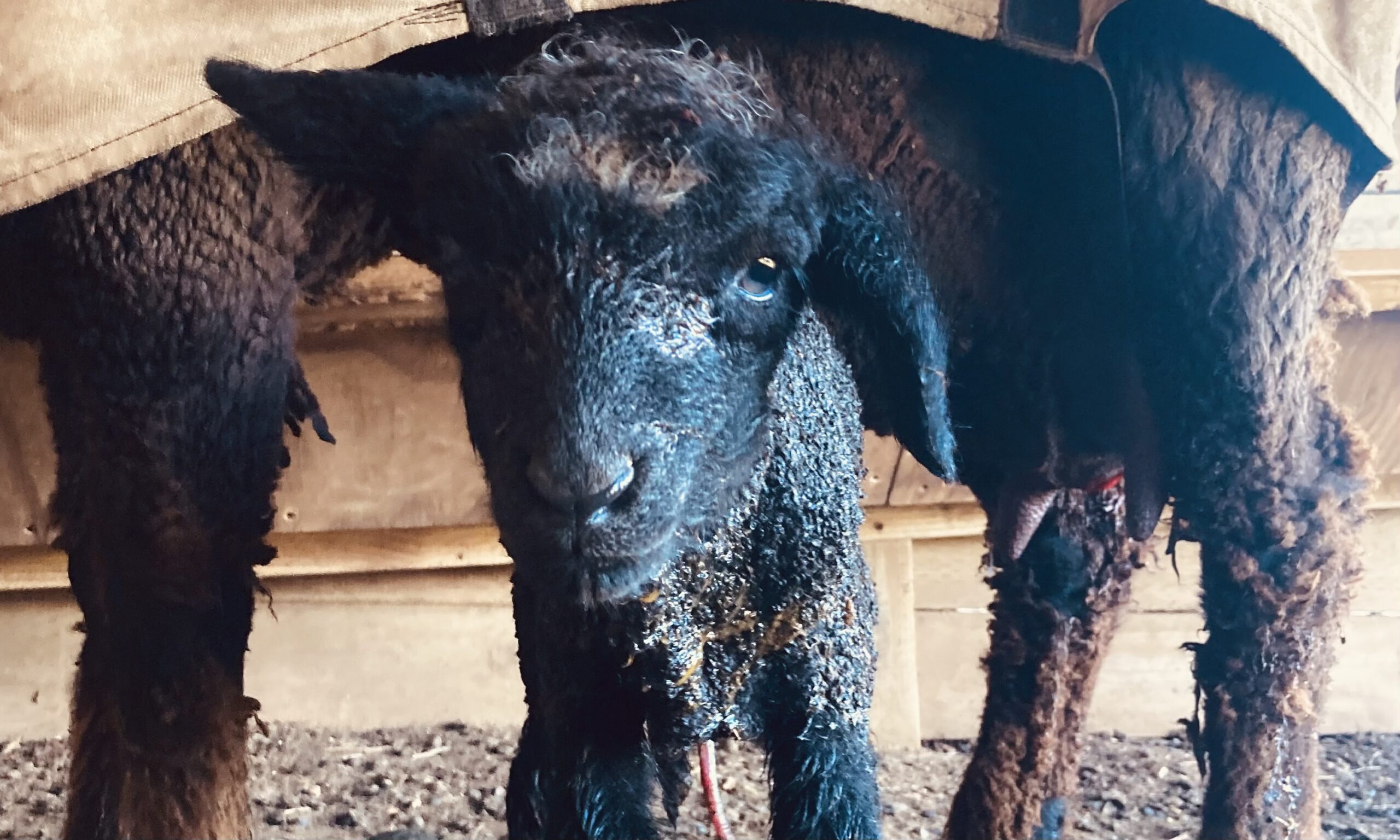First Lambs of 2024 - Barinaga Ranch